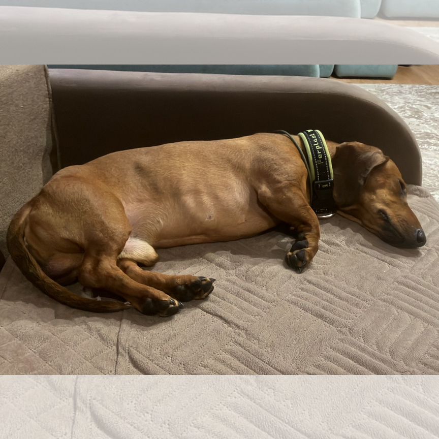 Такса, взрослый пёс