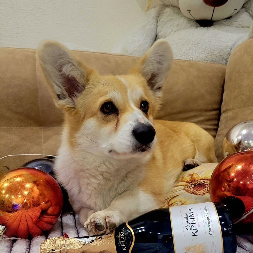 Вельш-корги