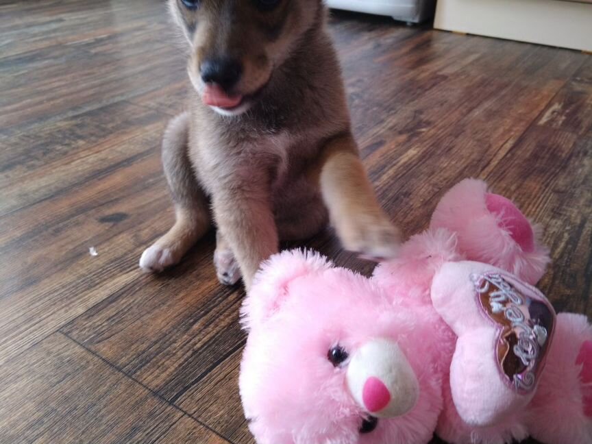 Щенок мальчик в добрые руки