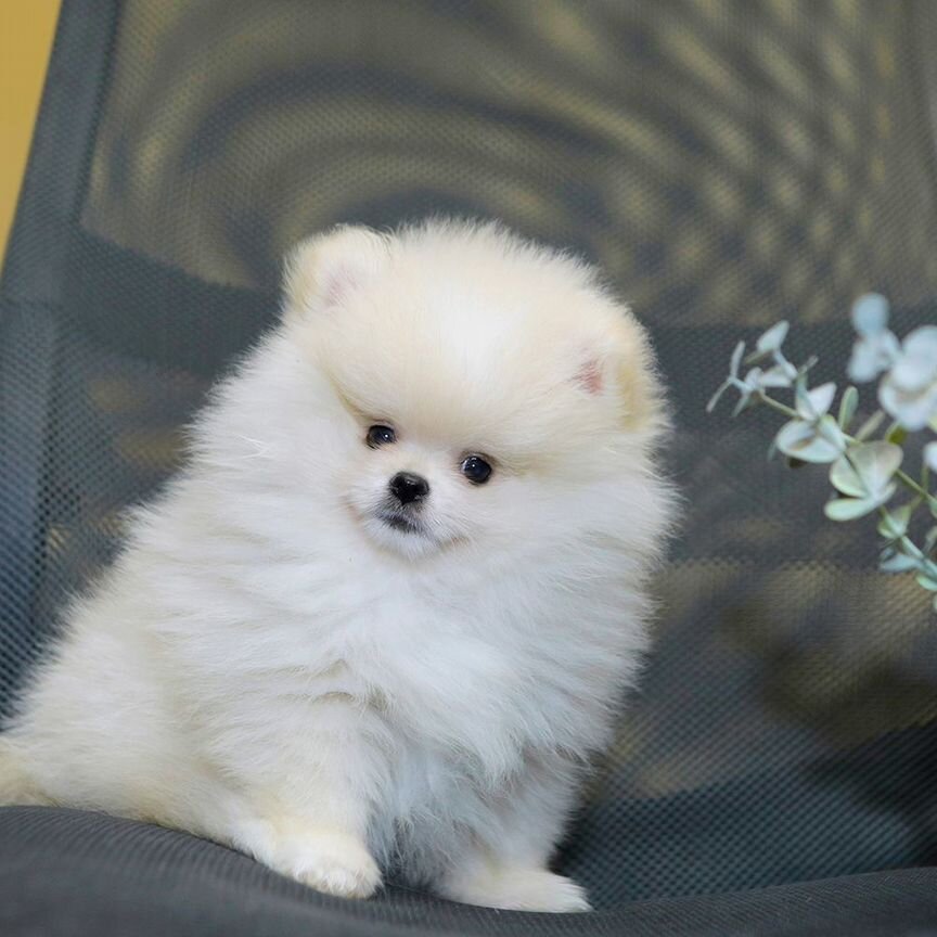 Померанский шпиц, щенок