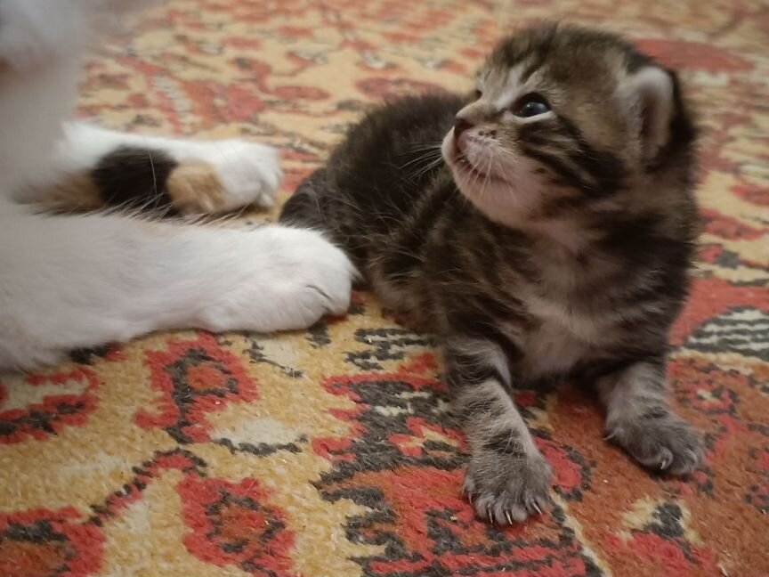 Котёнок