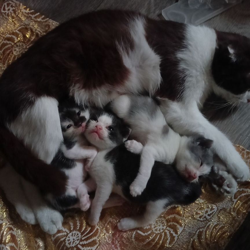 Шотландский вислоухий короткошёрстный котёнок