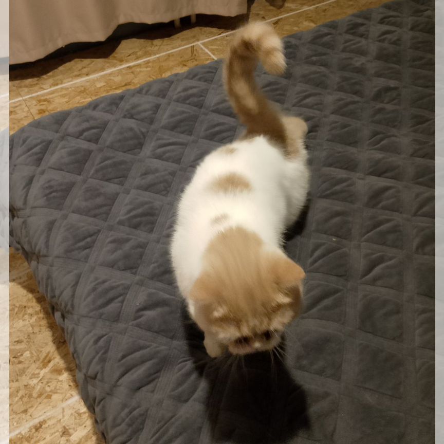 Британский котик