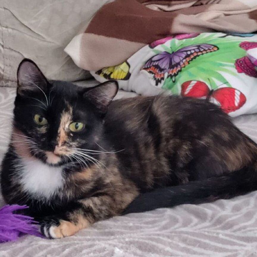 Черепаховая кошечка в добрые руки