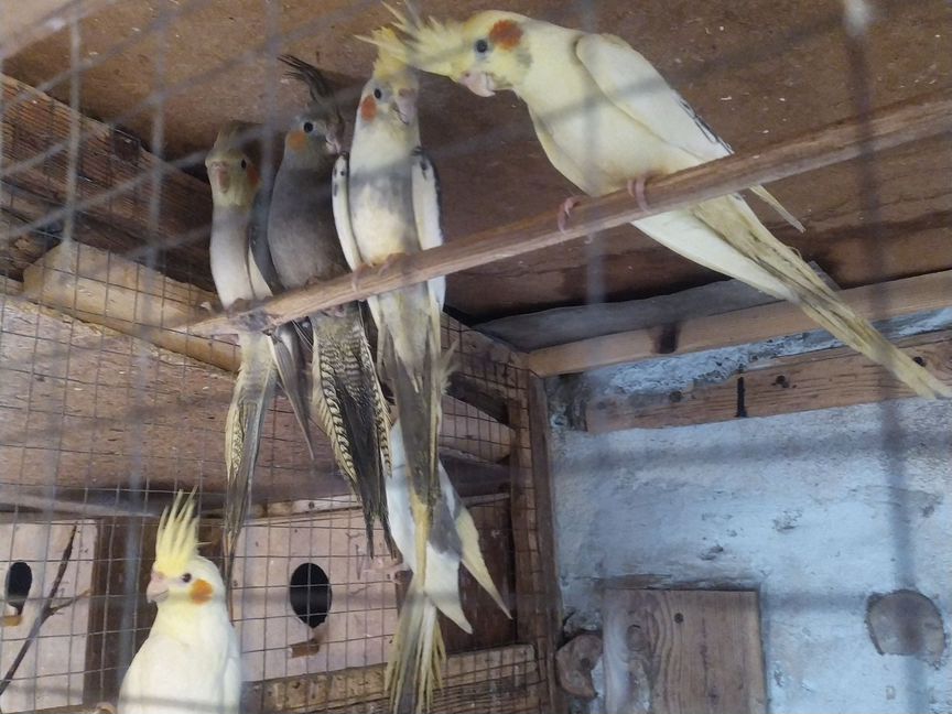 Попугай корелла