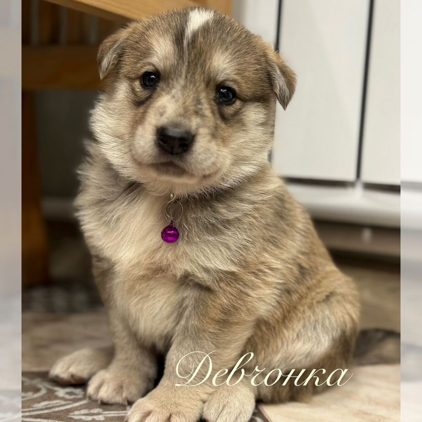 Бордер-колли, щенок