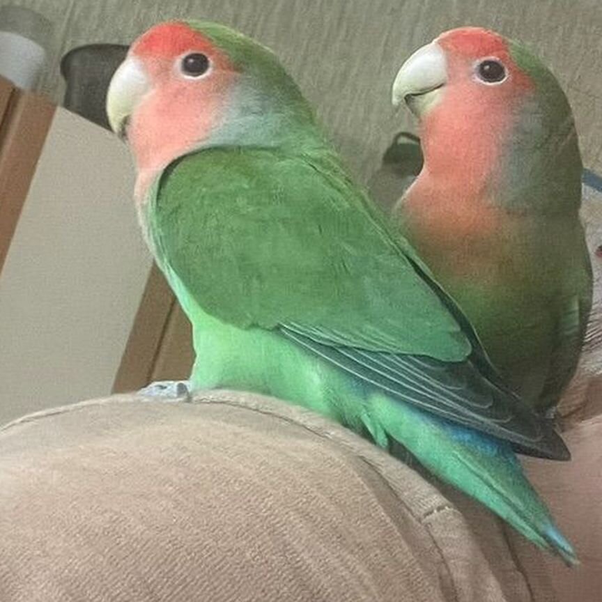Попугай неразлучники