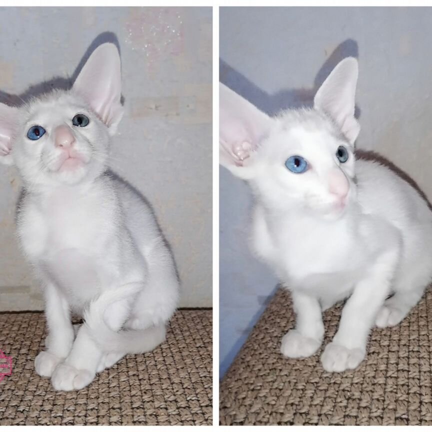 Ориентальные котята