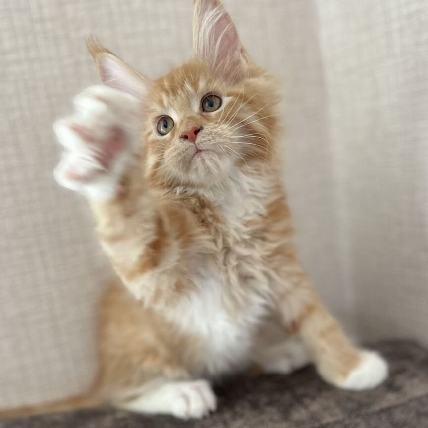 Мейн-кун котёнок