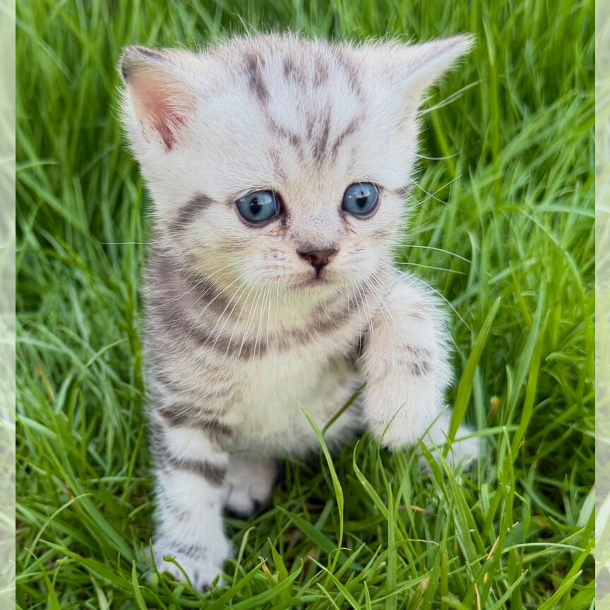 Шотландский вислоухий короткошёрстный котёнок