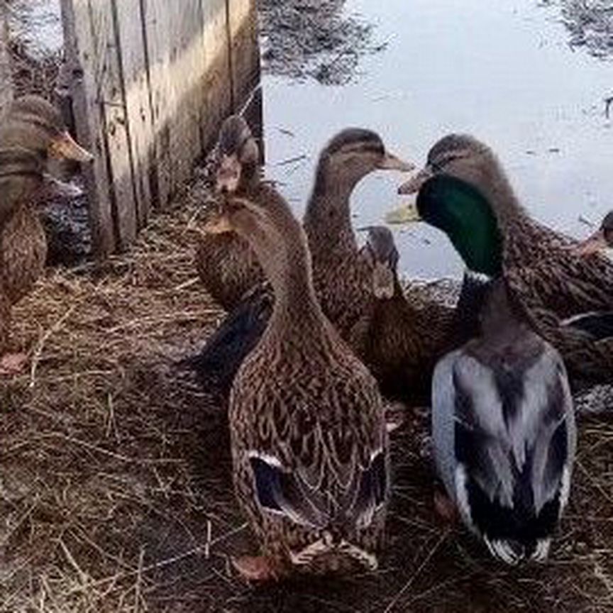 Подсадные утки для охоты