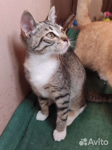 Малышка котенок очень хочет домой
