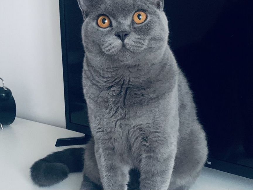 Британский котёнок