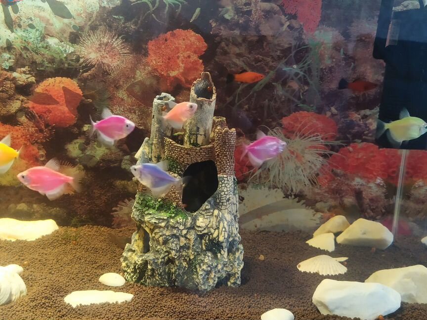 Аквариум с рыбками