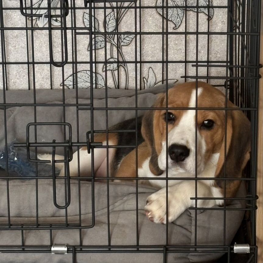 Бигль, щенок