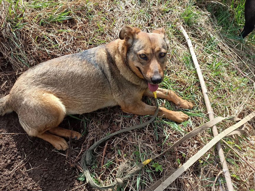 Отдается ответственным людям