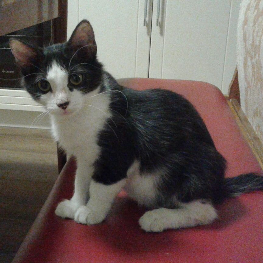 Котенок (мальчик 3,5 месяца)