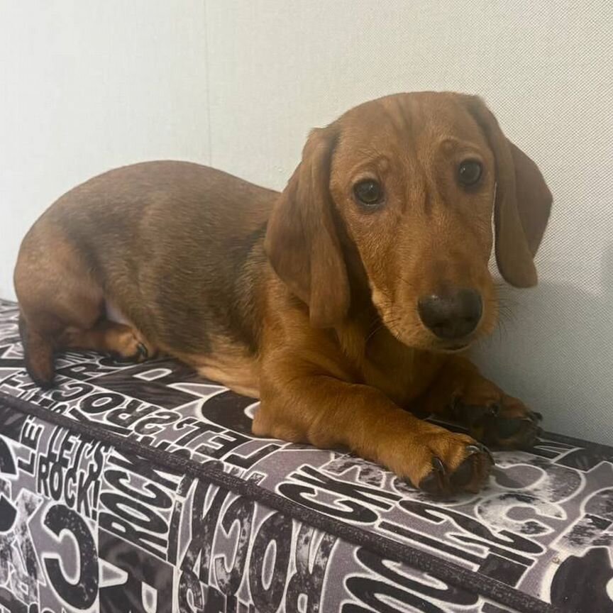 Такса, щенок