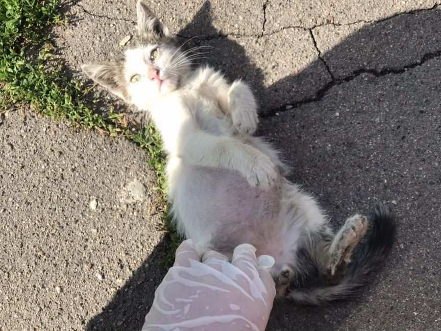 Помогите найти прекрасного хозяина