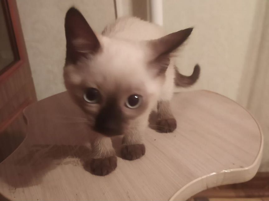 Кошка