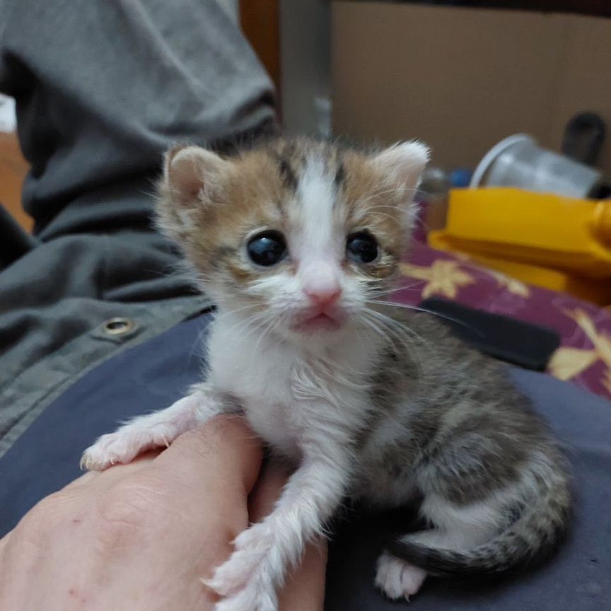 Которебенок ищет дом