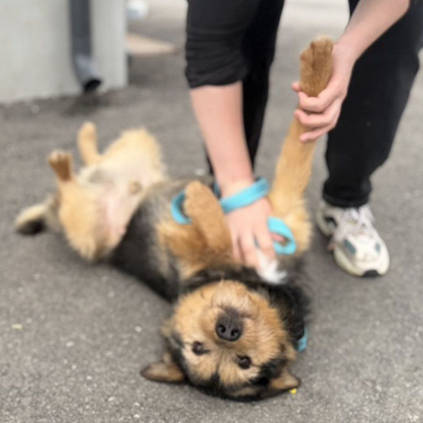 Взрослый пёс в добрые руки