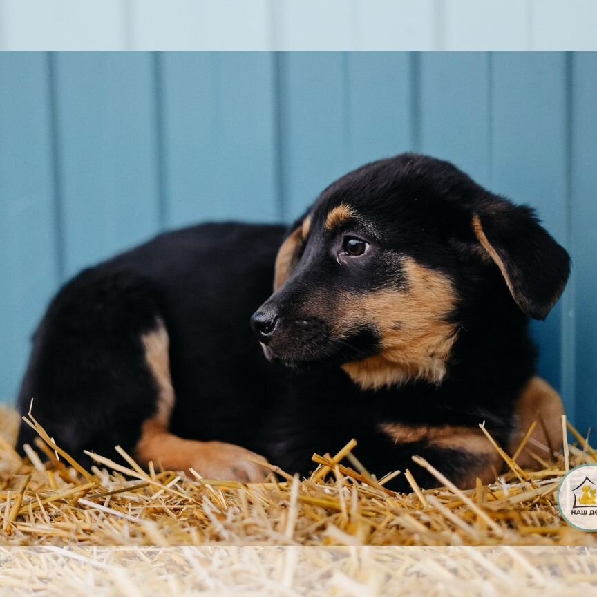 Щенок в добрые руки