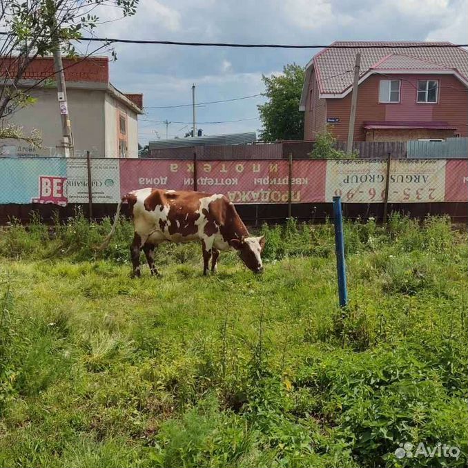 Корова айширской породы первотелка