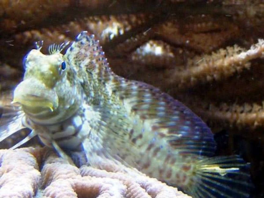 Морская рыба собачка(салария)