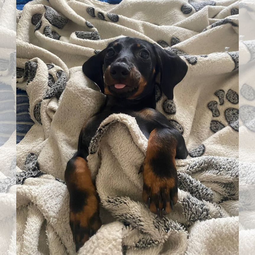 Такса, щенок