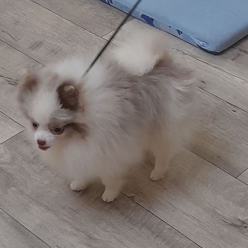 Померанский шпиц, щенок