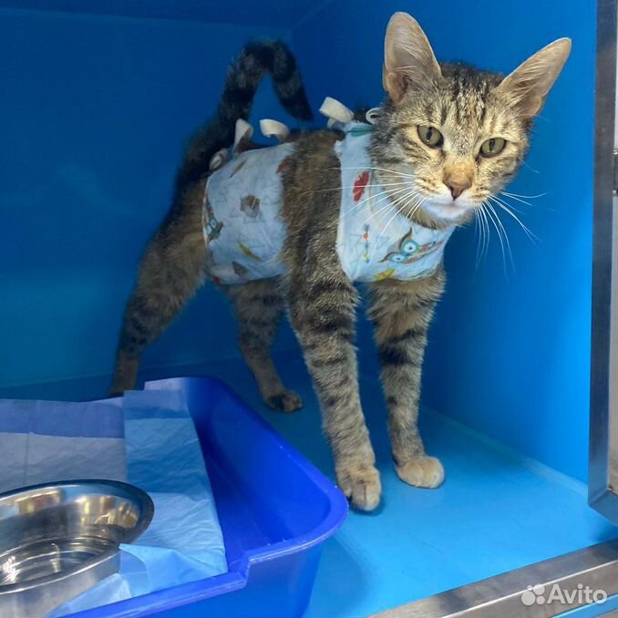 Кошка в дар бесплатно серая