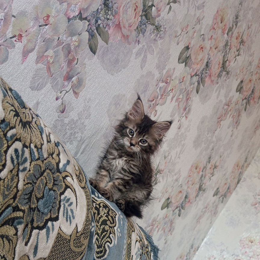Котенок
