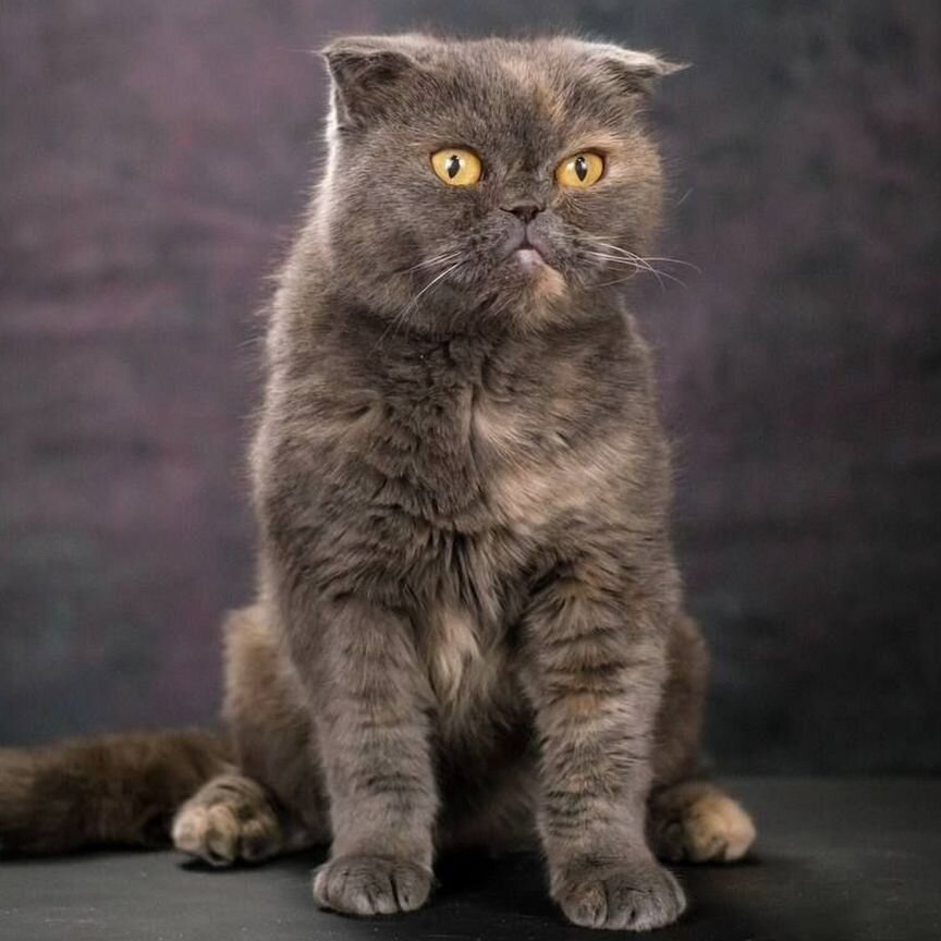 Шотландская вислоухая короткошёрстная, взрослая кошка