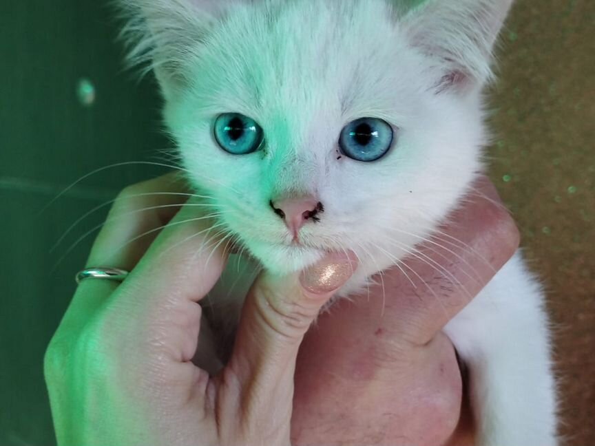 Отдадим котят в ответственные,добрые руки
