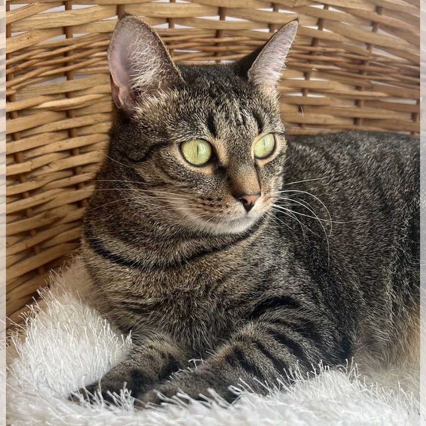 Взрослая, Девочка кошка в добрые руки