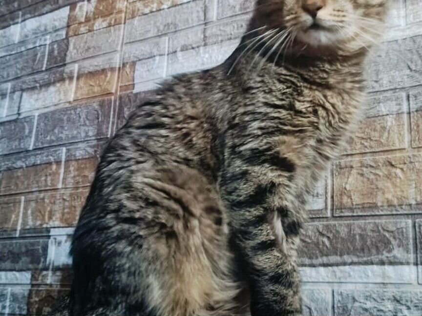 Котик Рокки раскрас Табби