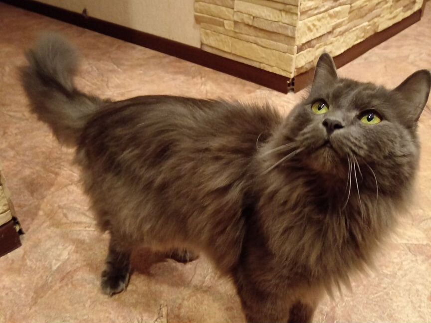 Кот бесплатно