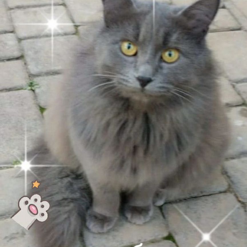 Котик Фёдор фенотип породы нибелунг