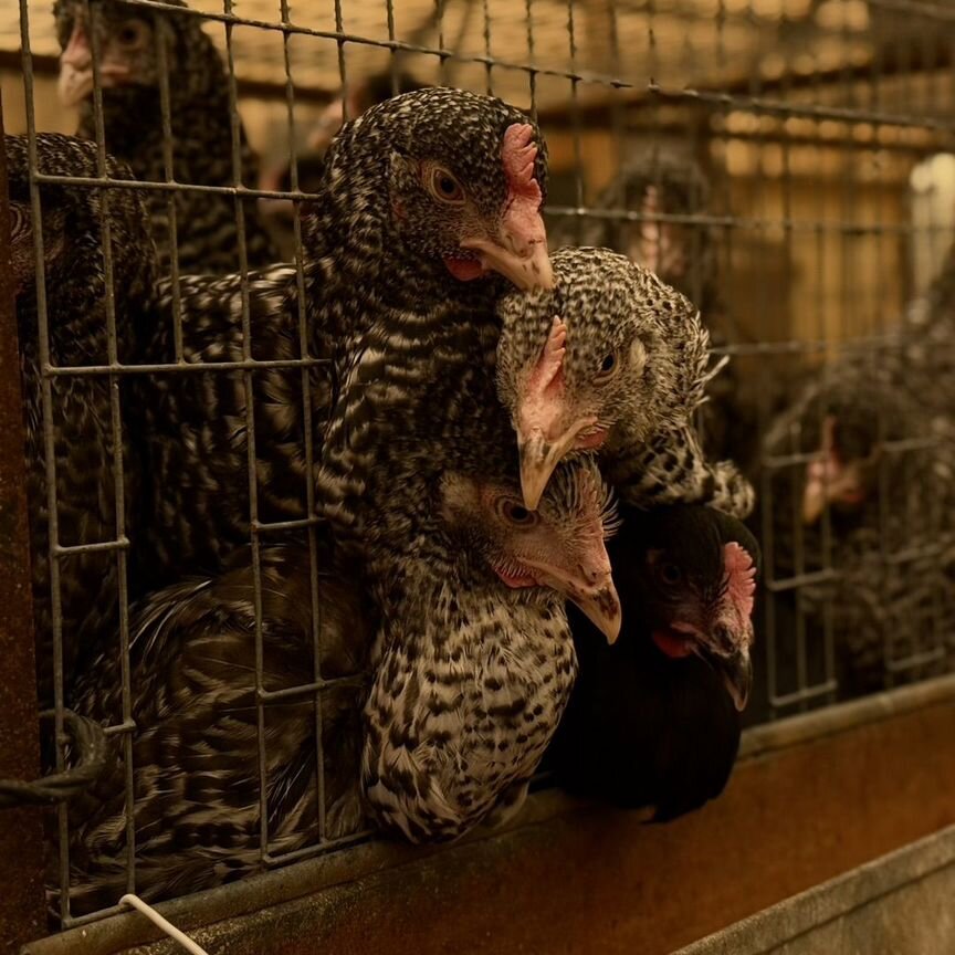 Курица молодка доминант