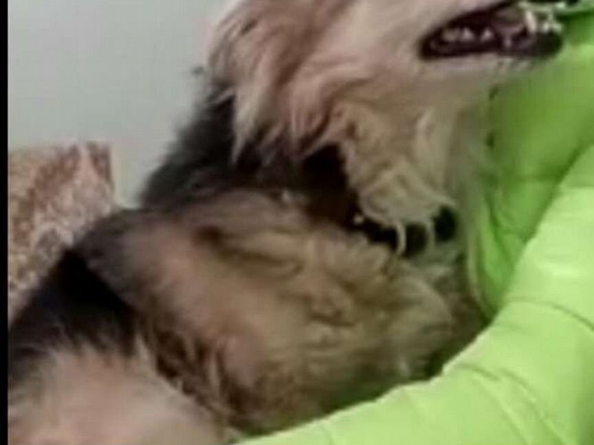 Потеряшка собака дворняжка