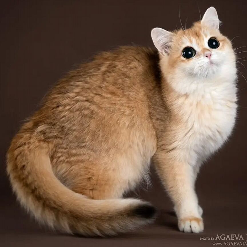Кошка золотая британская шиншилла