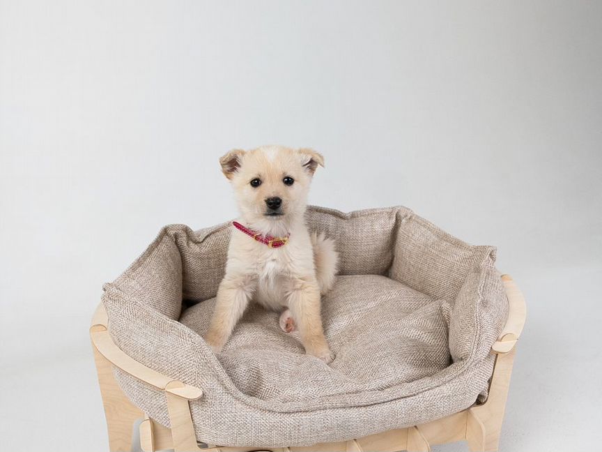 Лежанка для кошек и собак мелких пород 60х50 см