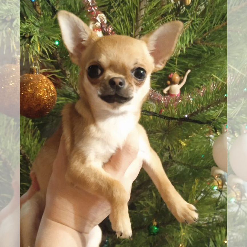 Чихуахуа, щенок