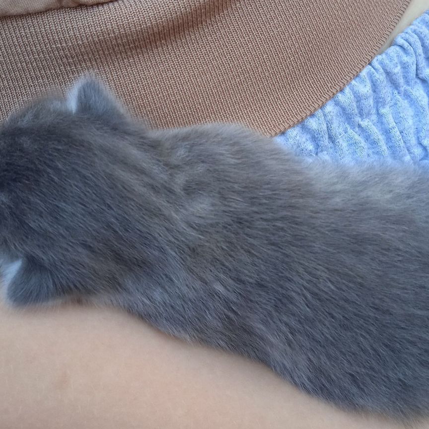 Нашли кота уличного блохи берите в добрые руки