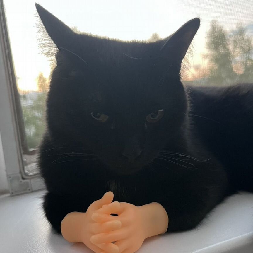 Котик по имени Северус