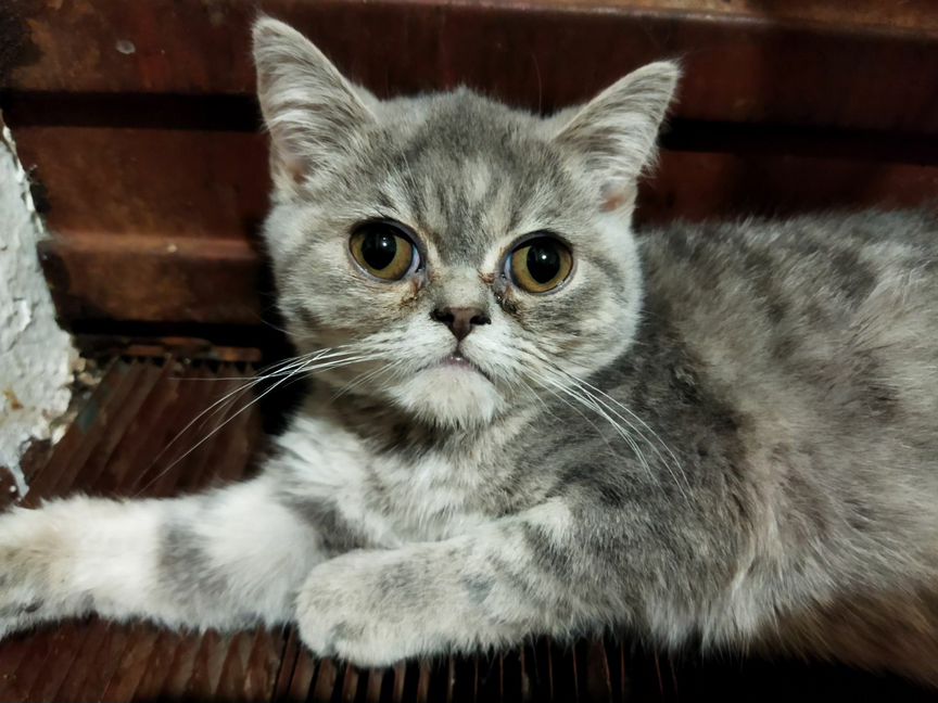 Кошечка в добрые руки