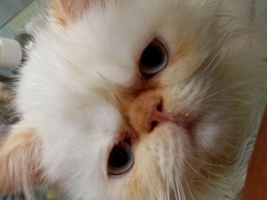 Персидский котик ред поинт