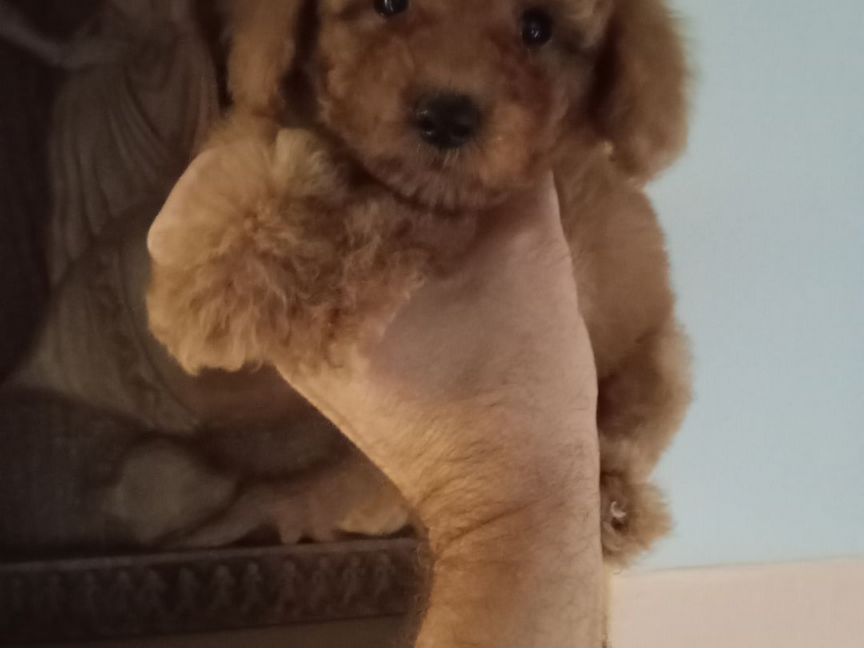 Мальтипу ф1 микро