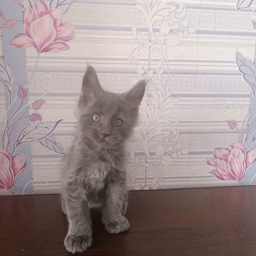 Домашние животные котята